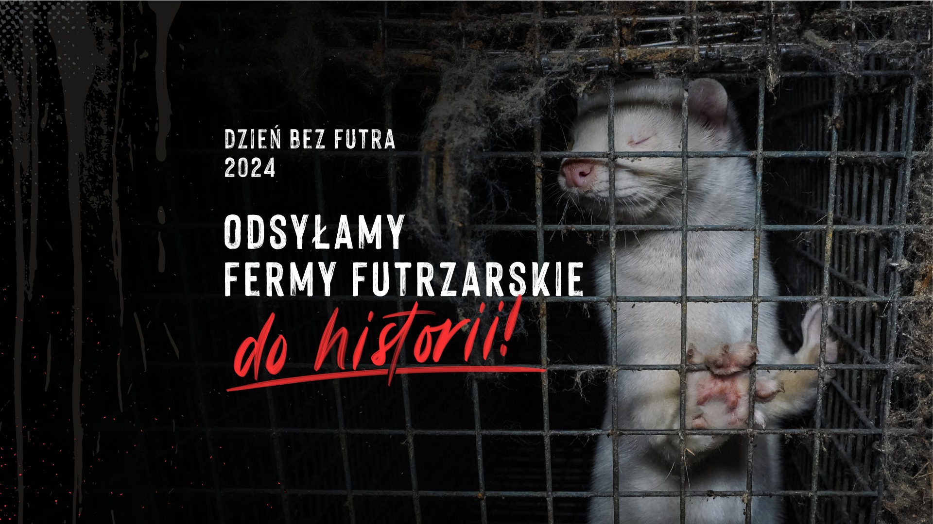 Dzień bez futra 2024: Odsyłamy fermy futrzarskie do historii! - InfoVege